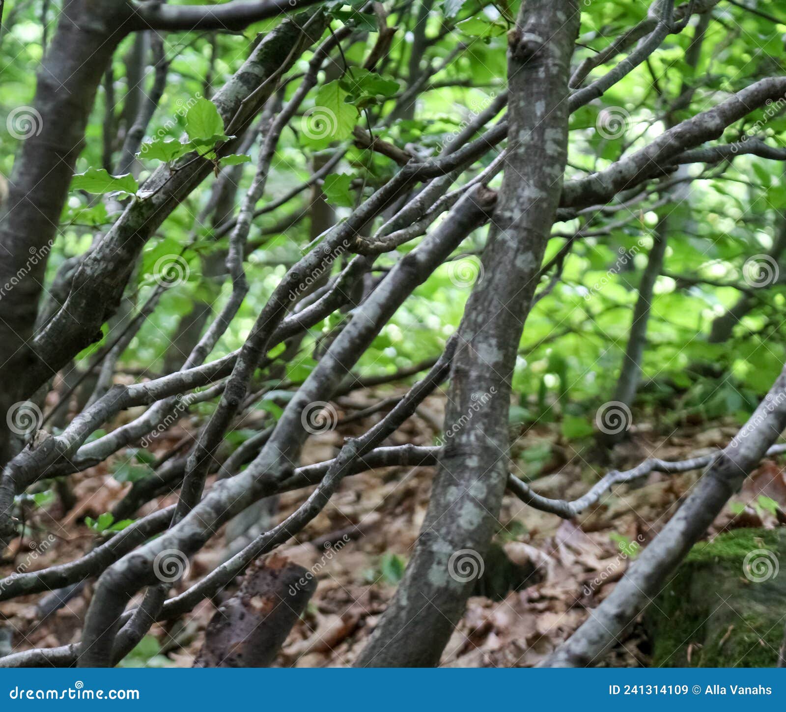 Beech branches stock image. Image of natural, brown - 241314109