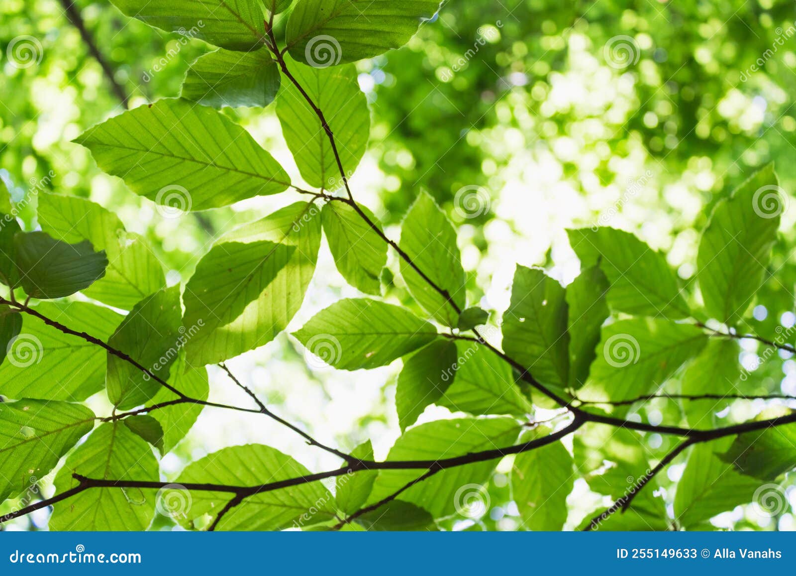 Beech branches with leaves stock image. Image of spring - 255149633