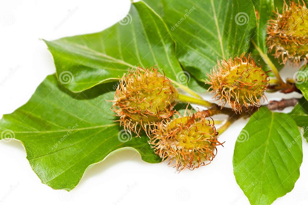 Beech brunch stock image. Image of leaf, garden, nature - 20000419