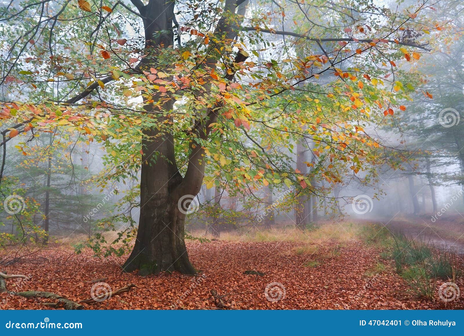Beech Colorful Tree in Misty Autumn Forest Stock Image - Image of fall ...
