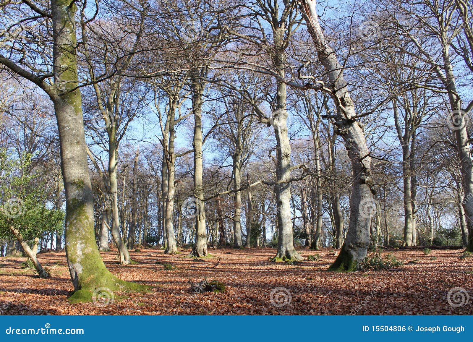 Beech Copse in Winter stock photo. Image of copse, winter - 15504806