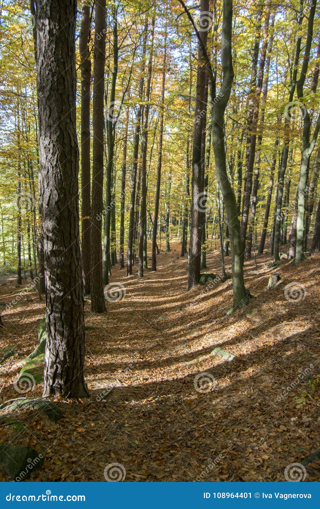 Beech Deciduous Forest during Autumn Sunny Day, Leaves Vibrant Colors ...