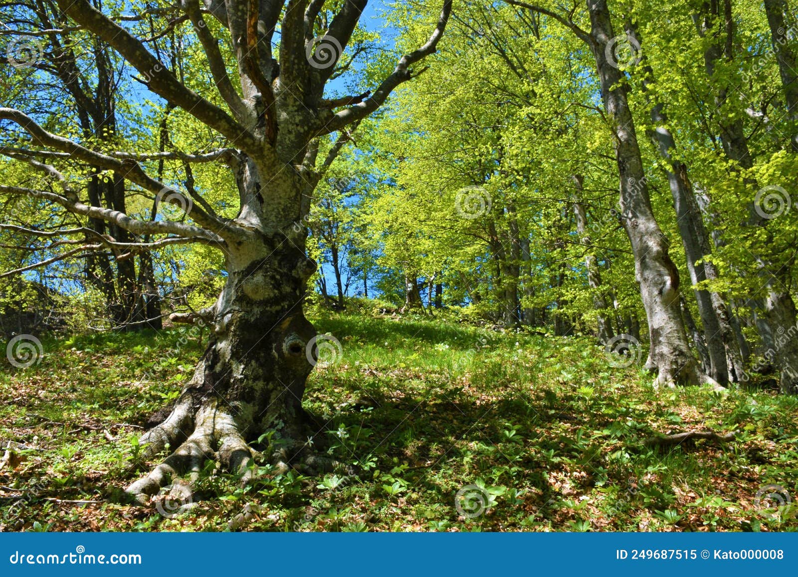 Beech (Fagus Sylvatica) Decidous, Broadleaf, Temperate Forest Stock ...