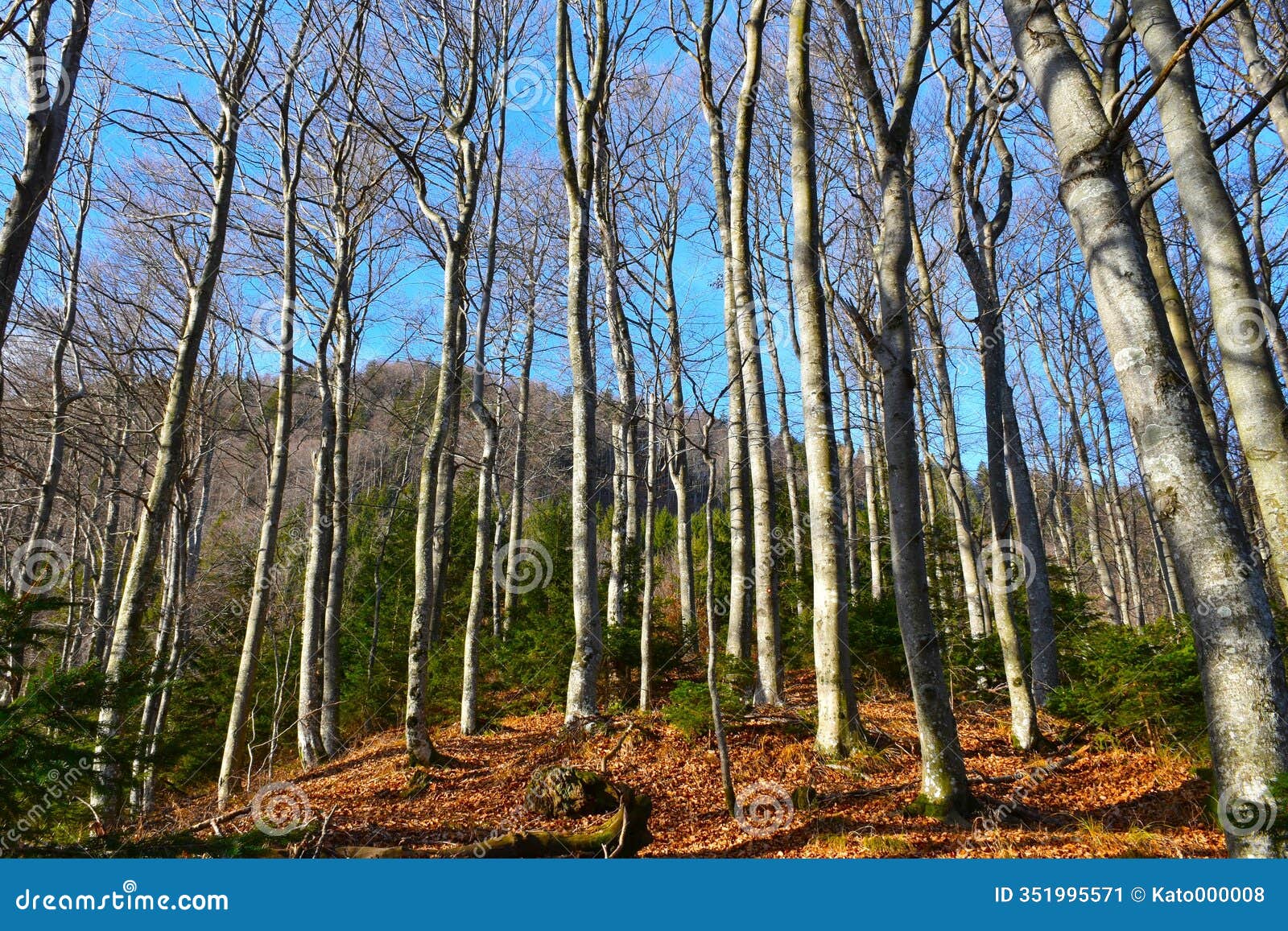 Beech (Fagus Sylvatica) Temperate, Deciduous Leafless Forest Stock ...