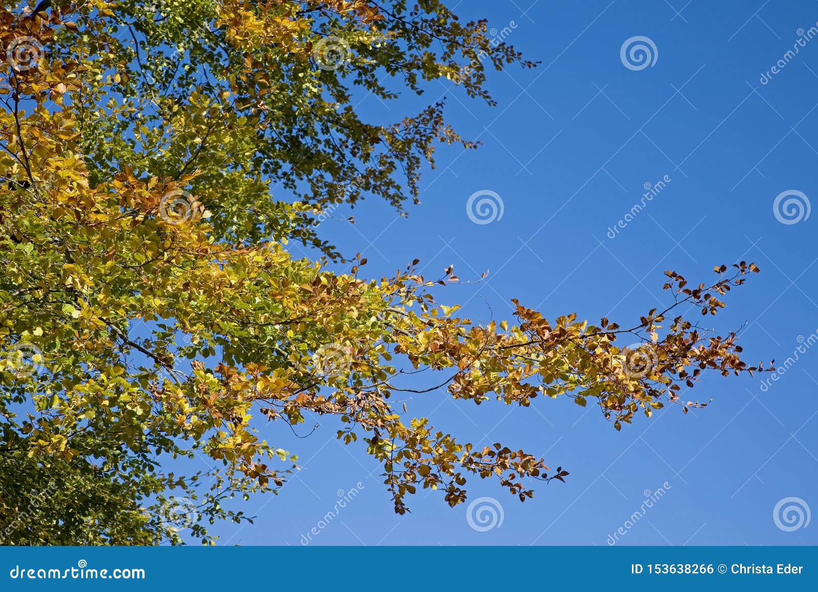 Beech in the fall stock photo. Image of discoloration - 153638266