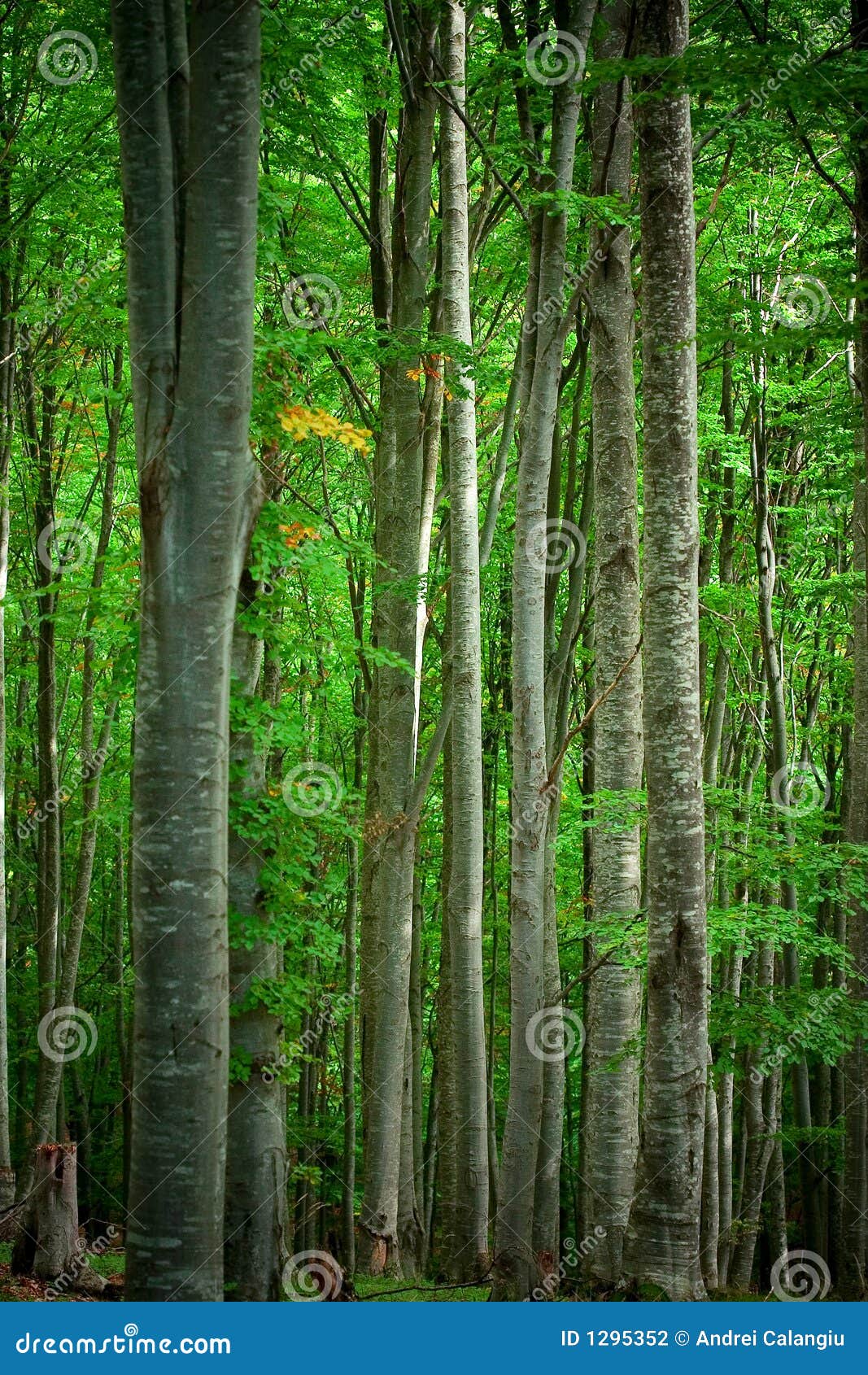 Beech forest stock photo. Image of resource, atmospheric - 1295352