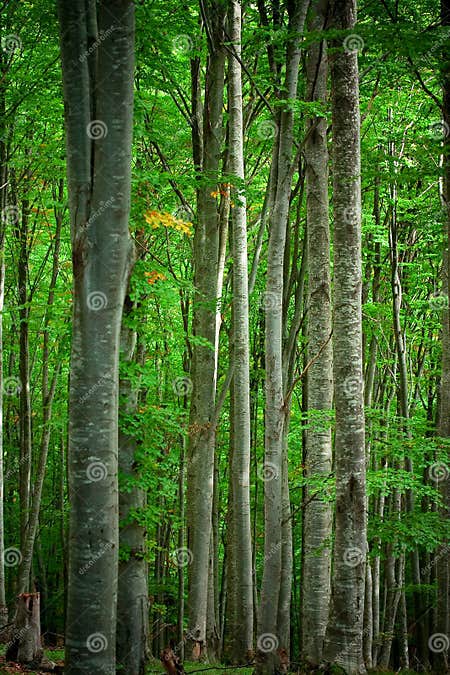 Beech forest stock photo. Image of resource, atmospheric - 1295352