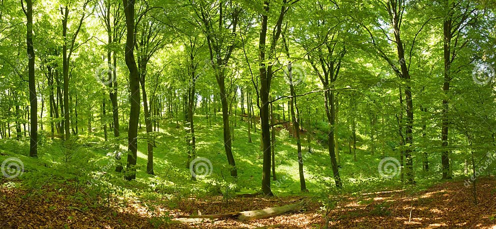 Beech forest stock photo. Image of sunlight, tree, environment - 14623080