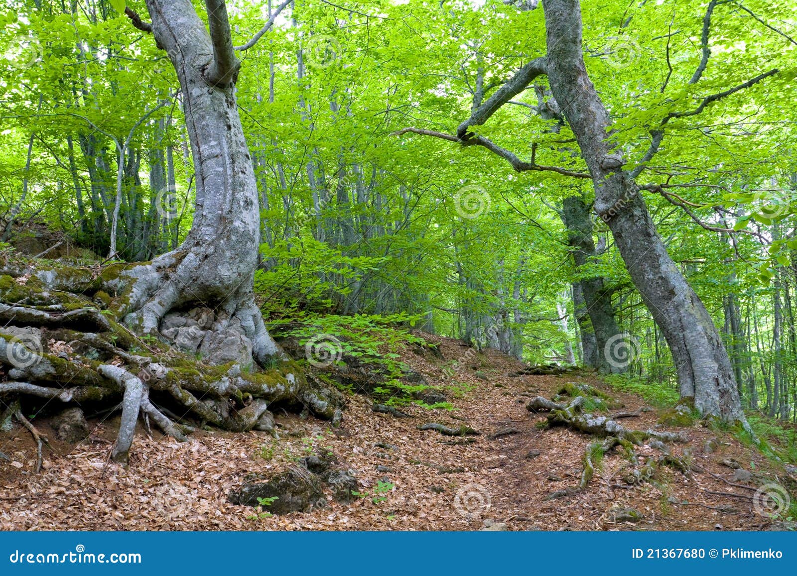 Beech forest stock photo. Image of pine, root, environment - 21367680