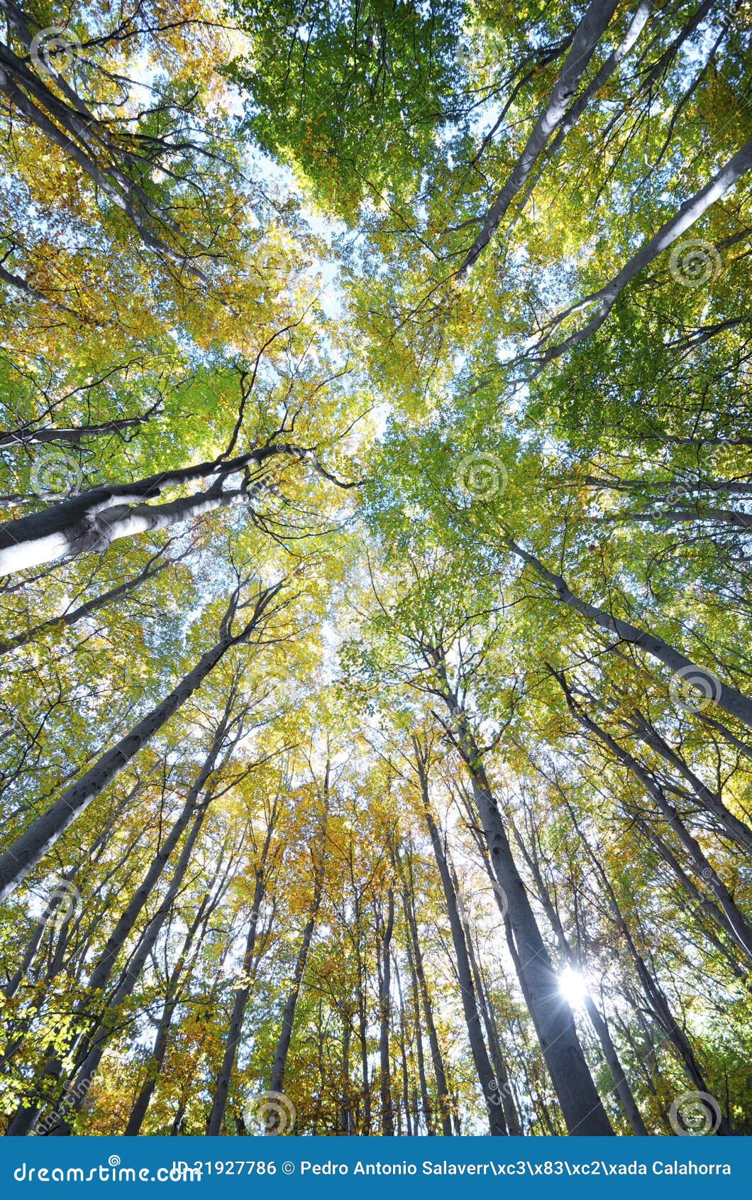 Beech forest stock photo. Image of countryside, landscape - 21927786