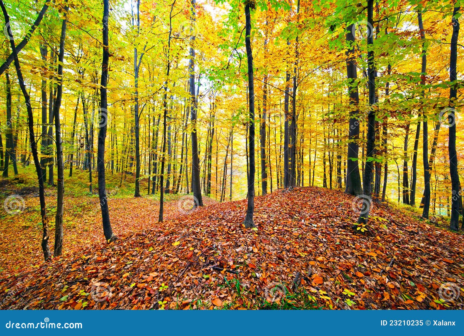 Beech forest stock image. Image of autumn, fresh, outside - 23210235