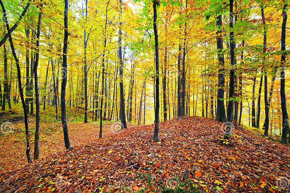 Beech forest stock image. Image of autumn, fresh, outside - 23210235