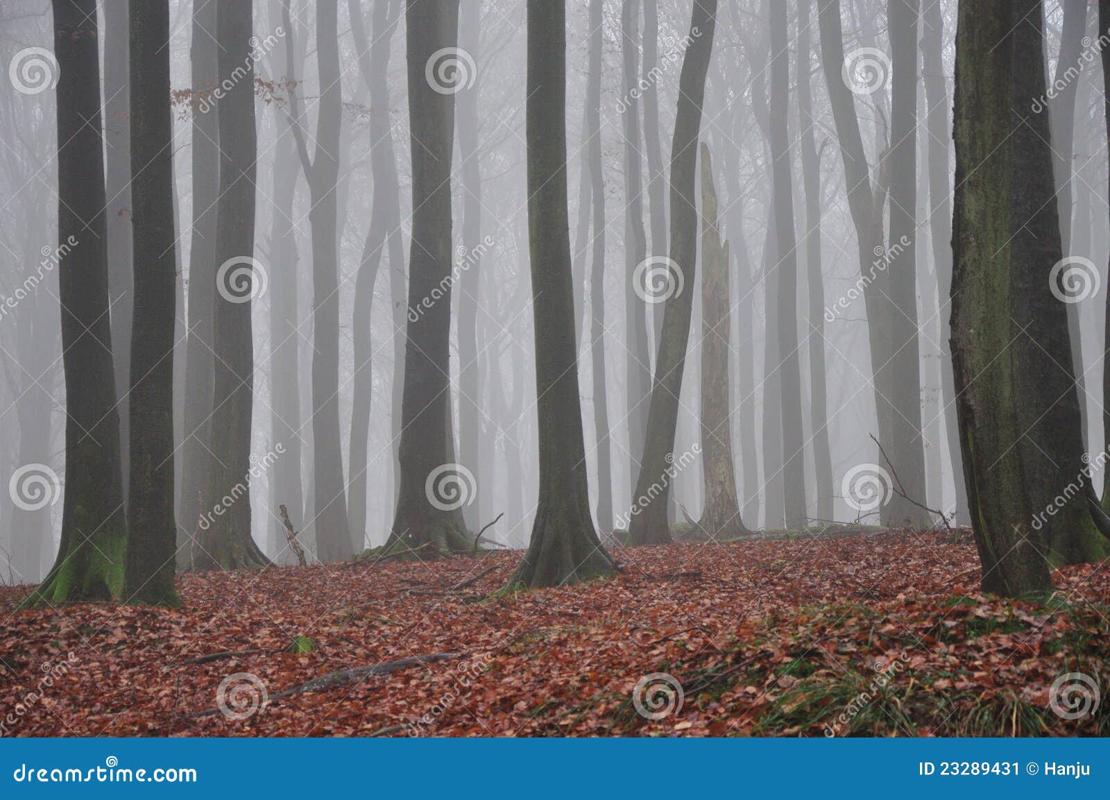 Beech forest stock image. Image of baltic, foliage, island - 23289431