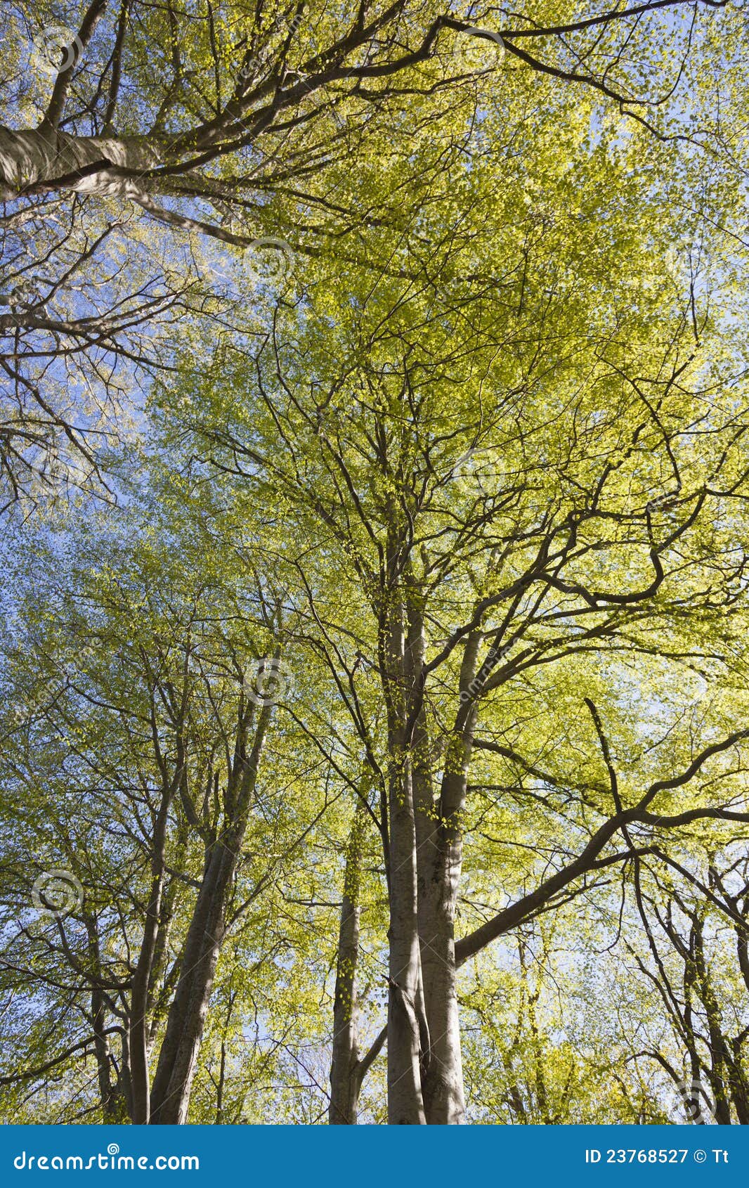 Beech Forest stock image. Image of sunny, branches, leaves - 23768527