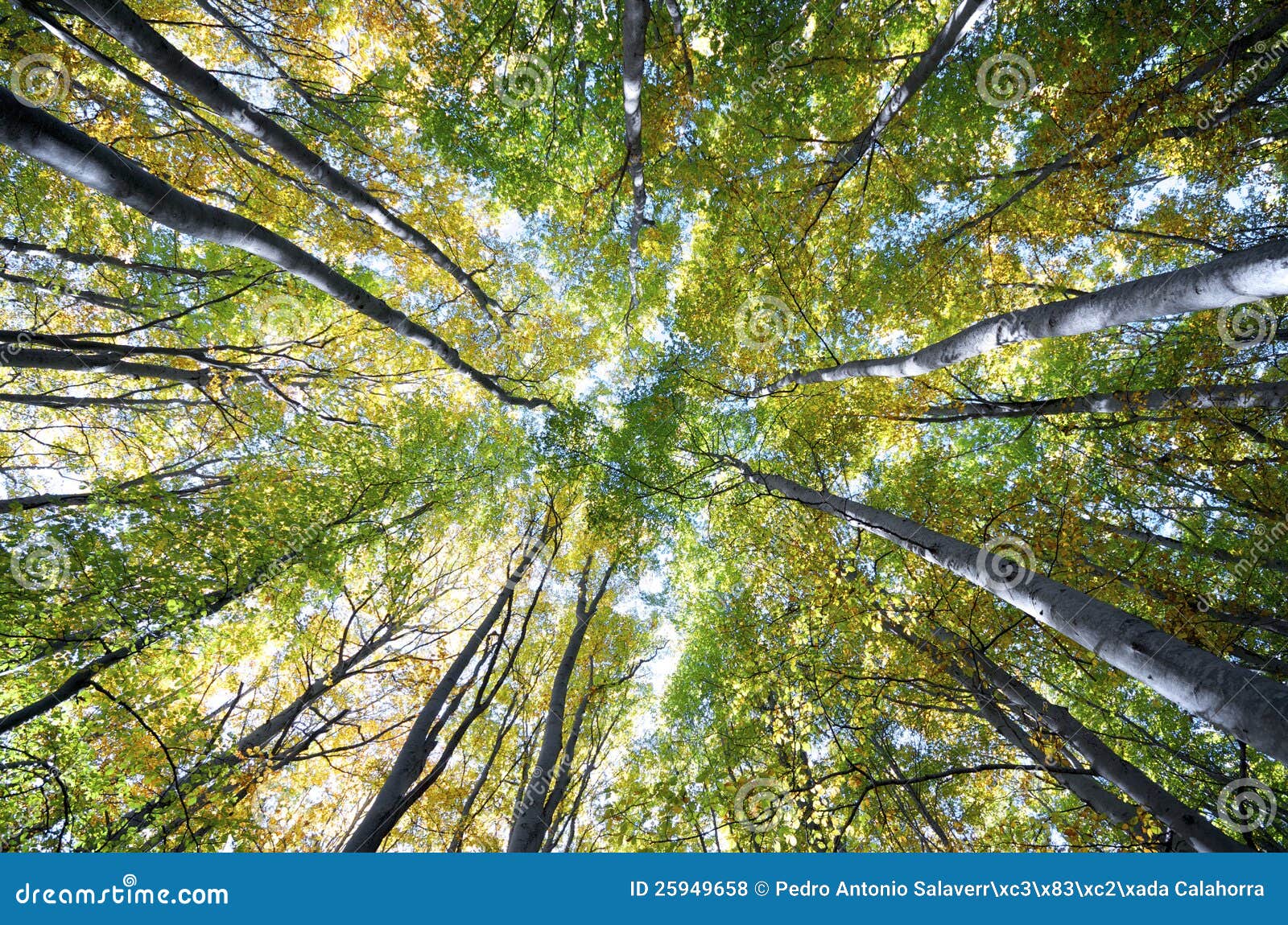 Beech forest stock photo. Image of autumn, locations - 25949658