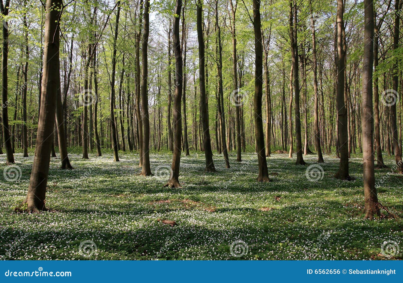 Beech-forest stock photo. Image of nature, cover, jungle - 6562656