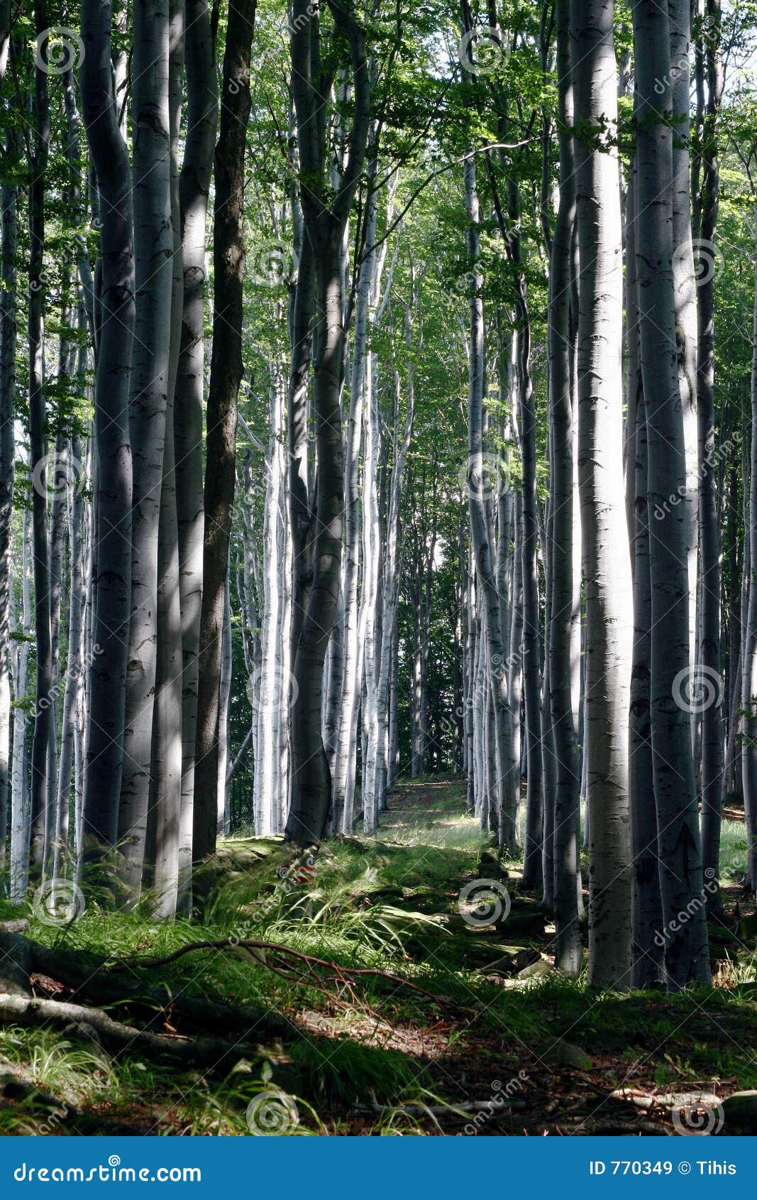 Beech forest stock image. Image of nature, walk, wood, sunny - 770349