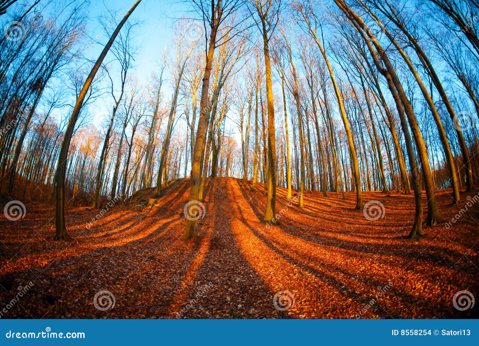 Beech forest stock photo. Image of flora, mystery, life - 8558254
