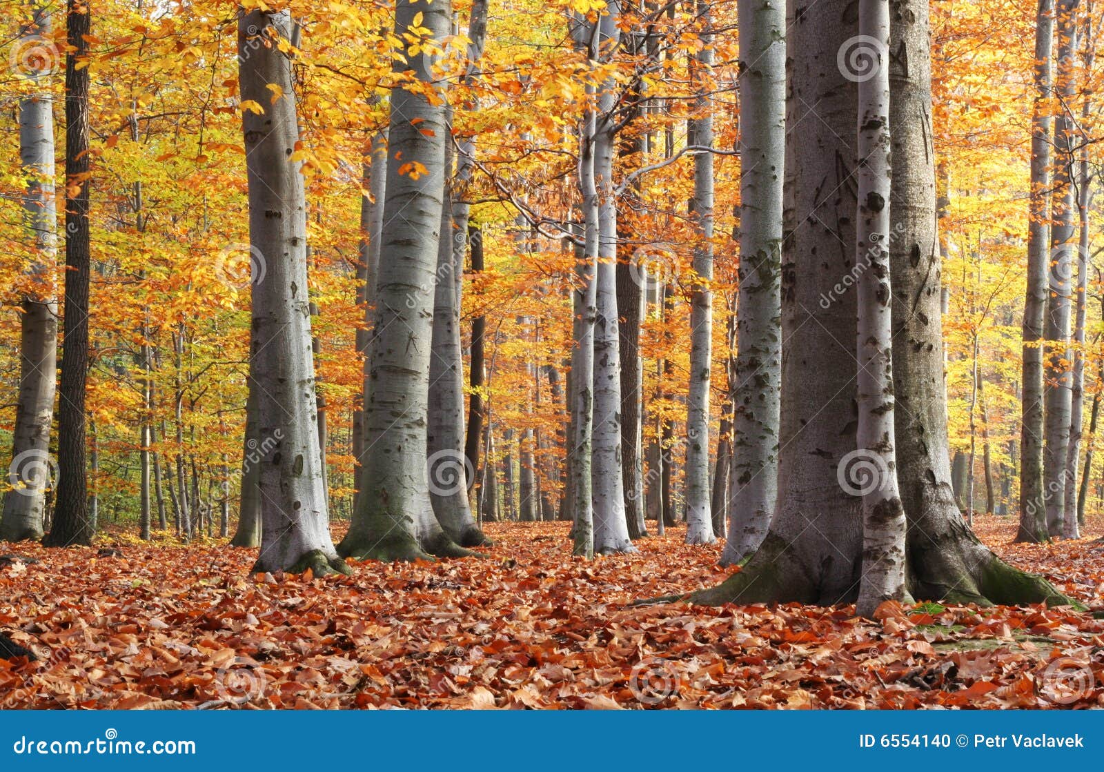 Beech forest in autumn stock photo. Image of beechen, leaf - 6554140