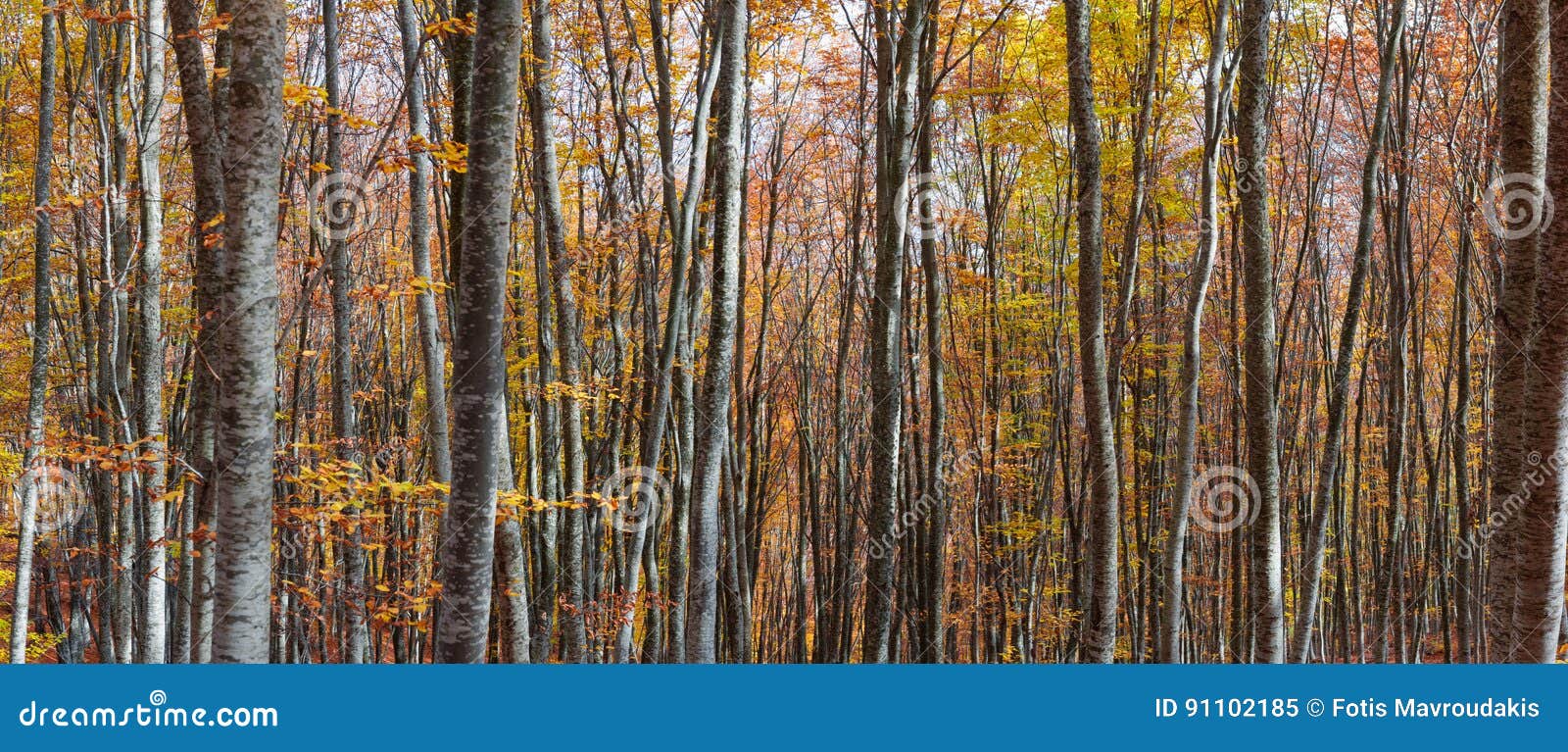 Beech forest in autumn stock image. Image of colorful - 91102185
