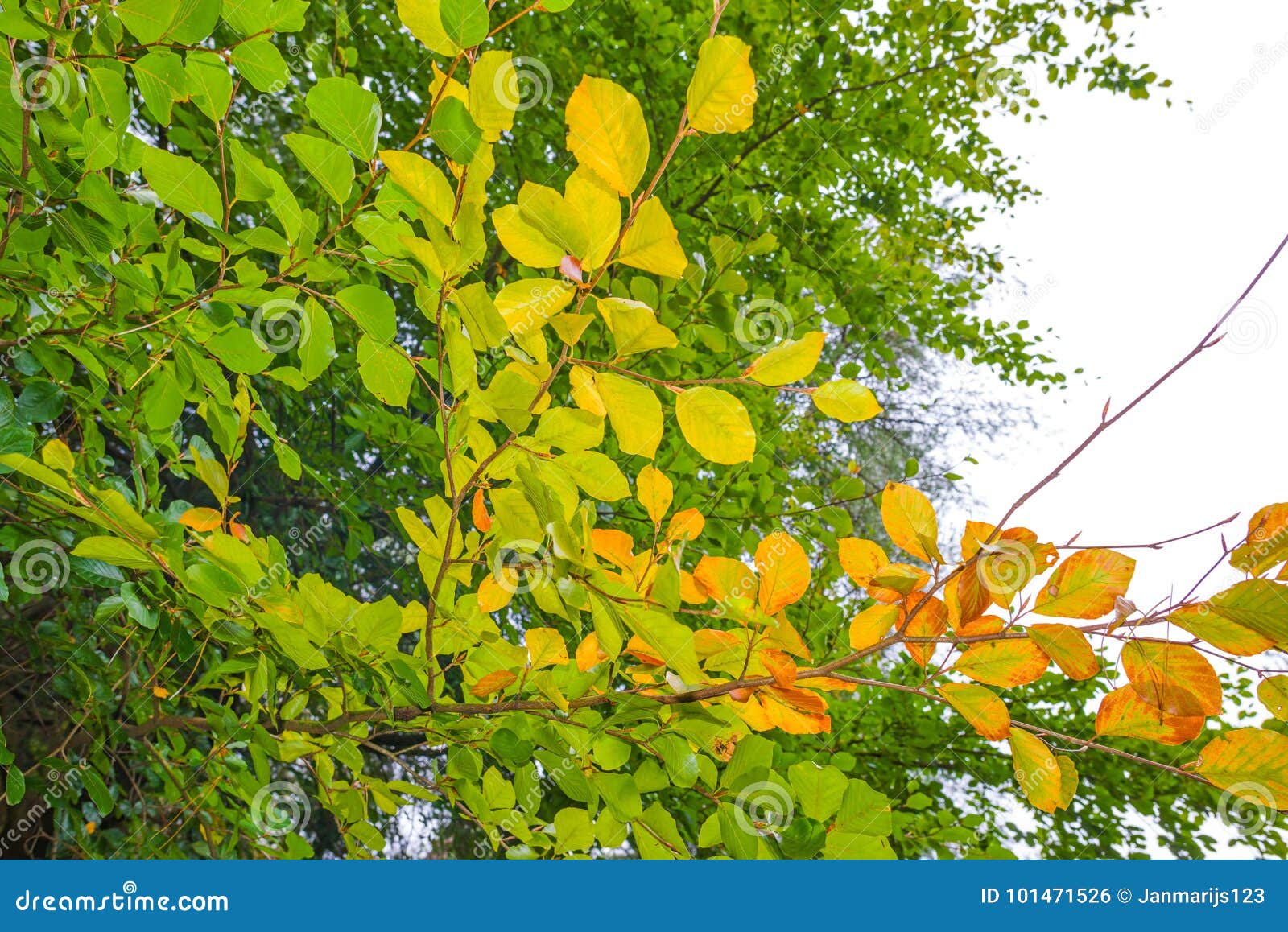 Beech Forest in Autumn Colors in Sunlight Stock Photo - Image of leaves ...