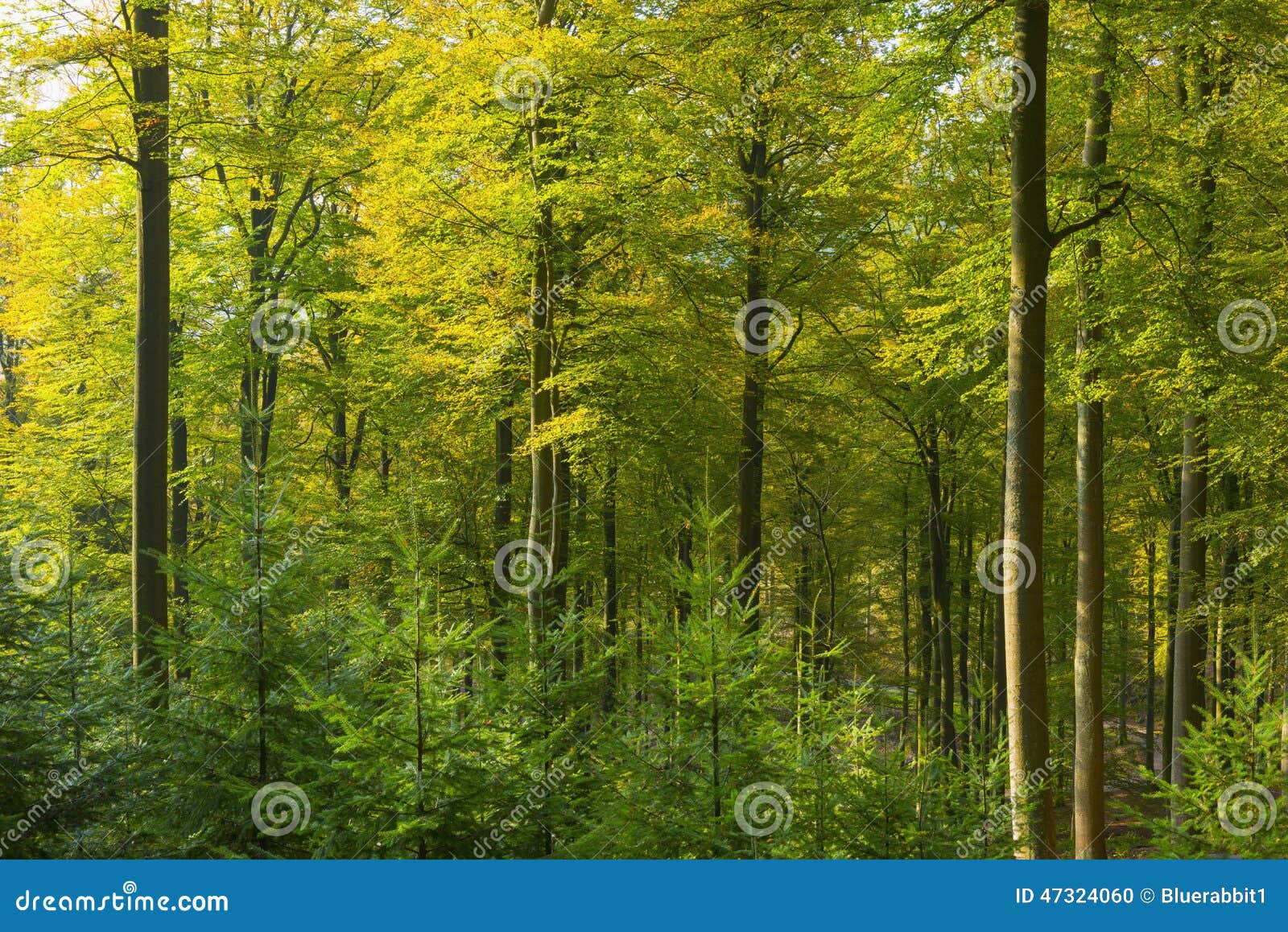 Beech forest stock photo. Image of sylvatica, outdoors - 47324060