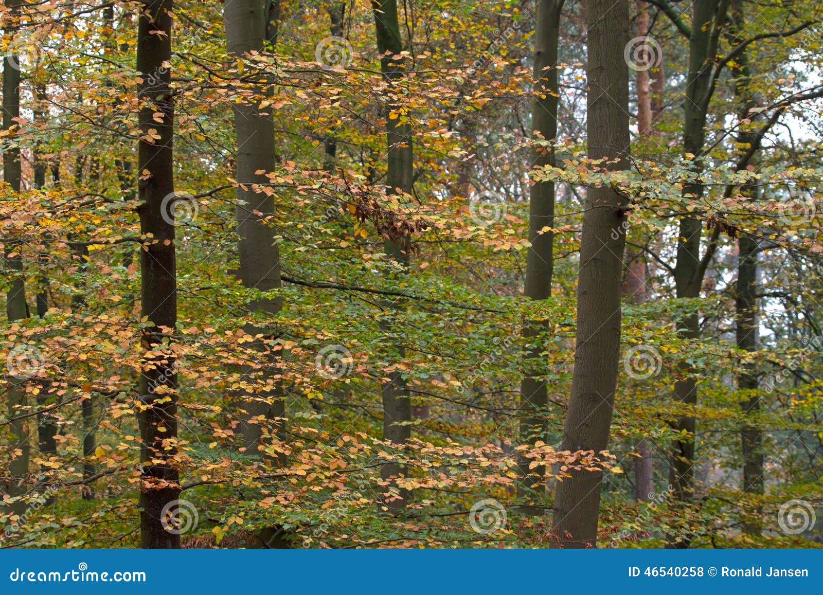 Beech forest in autumn stock photo. Image of koningsheide - 46540258