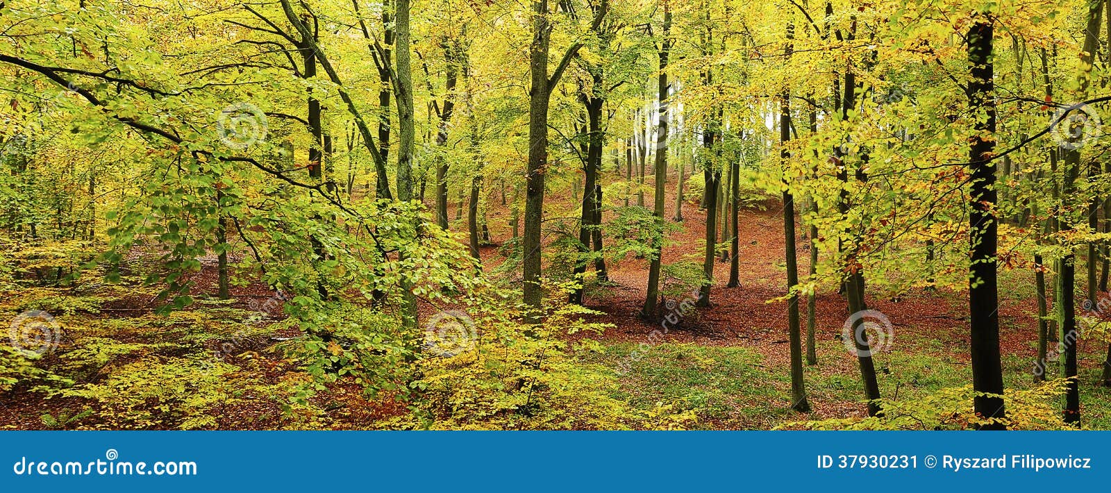 Beech Forest in Autumn - Panorama Stock Image - Image of europe ...