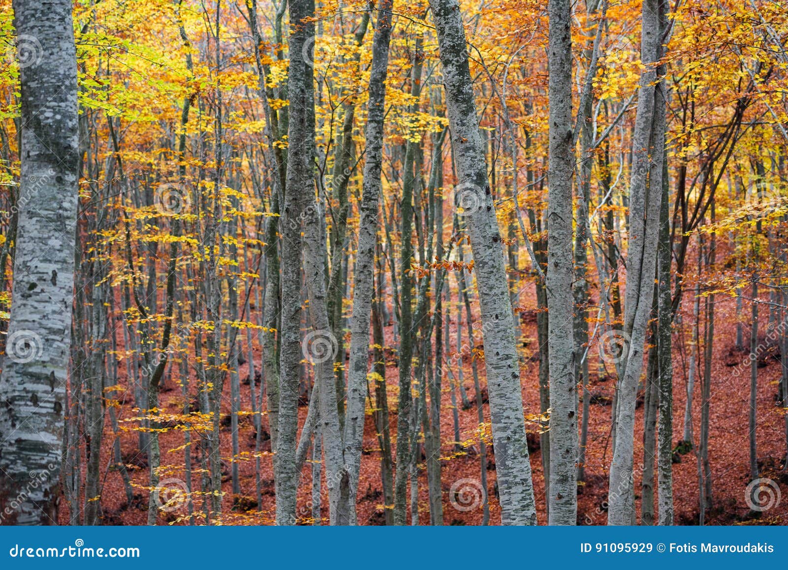 Beech forest in autumn stock image. Image of november - 91095929