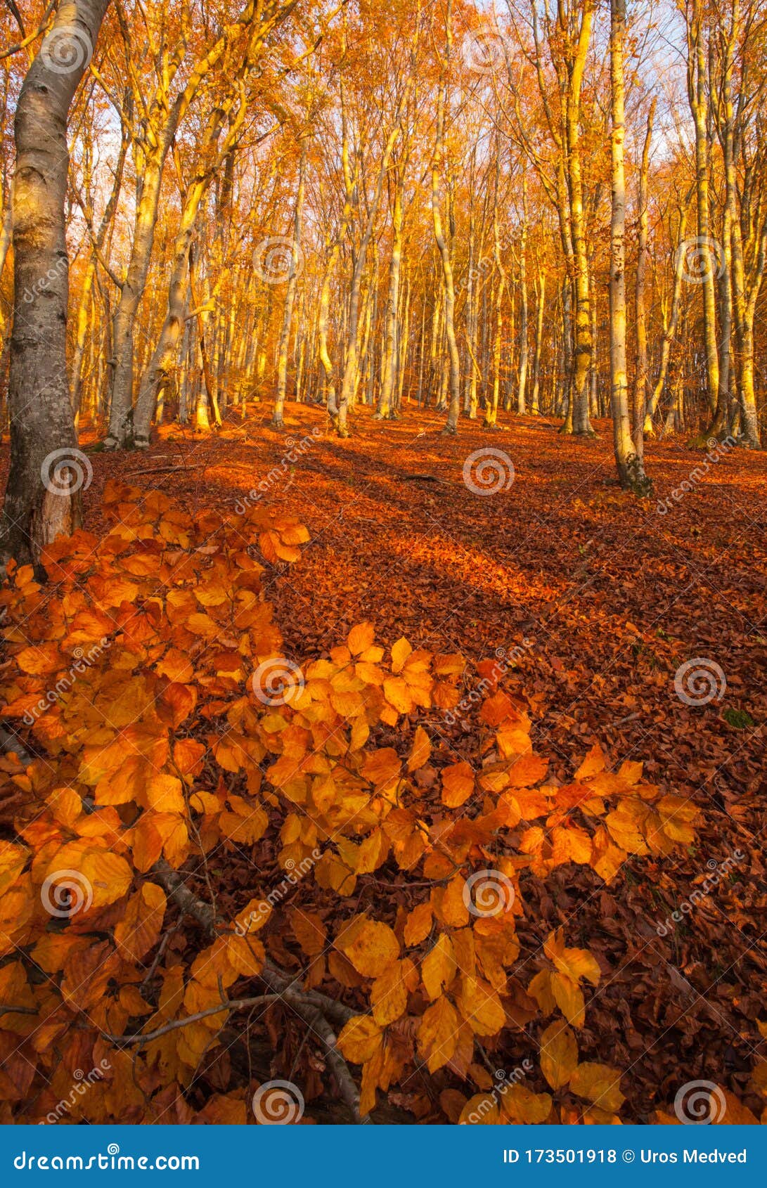 Beech forest in autumn stock photo. Image of rural, forest - 173501918