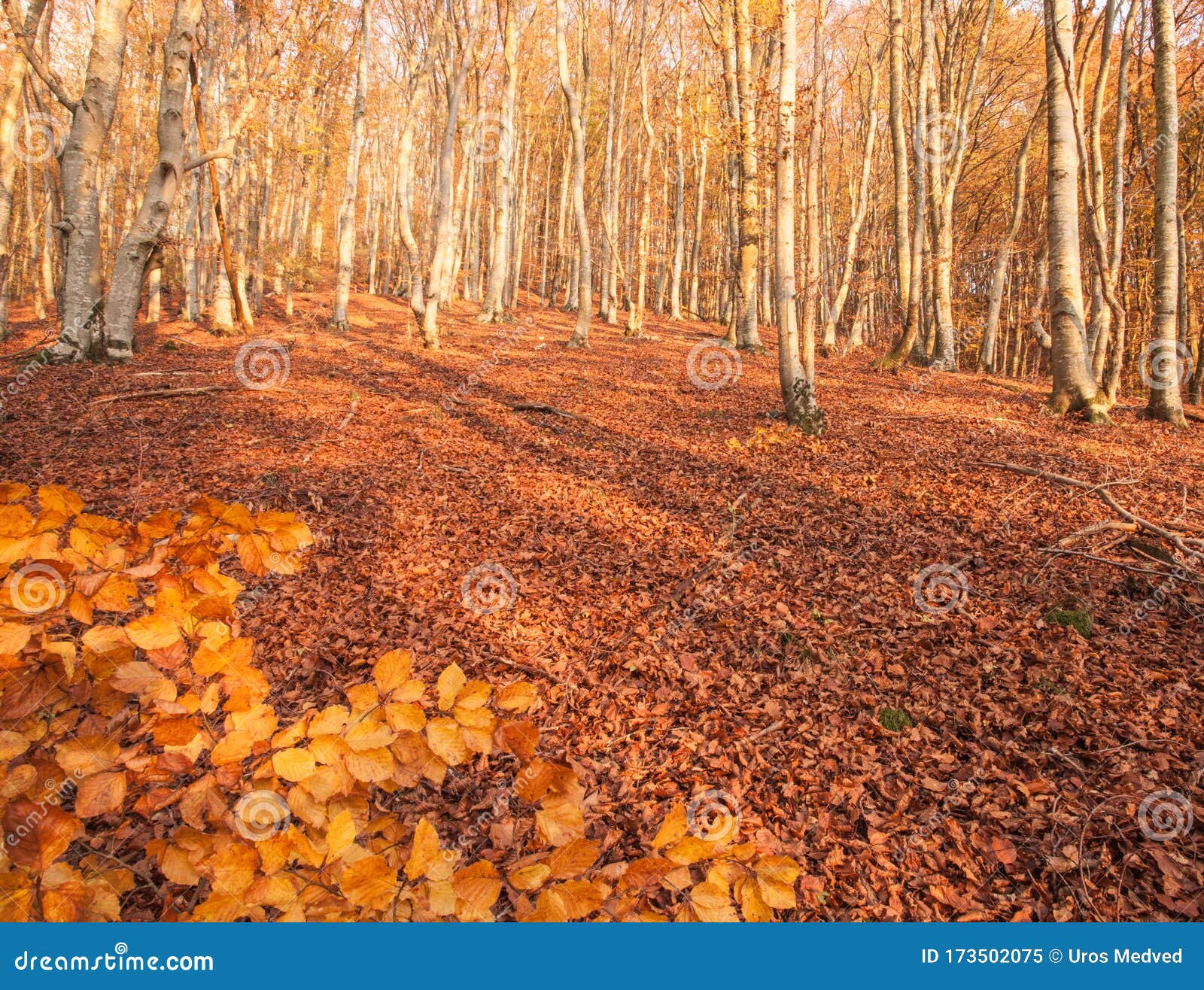 Beech forest in autumn stock image. Image of landscape - 173502075