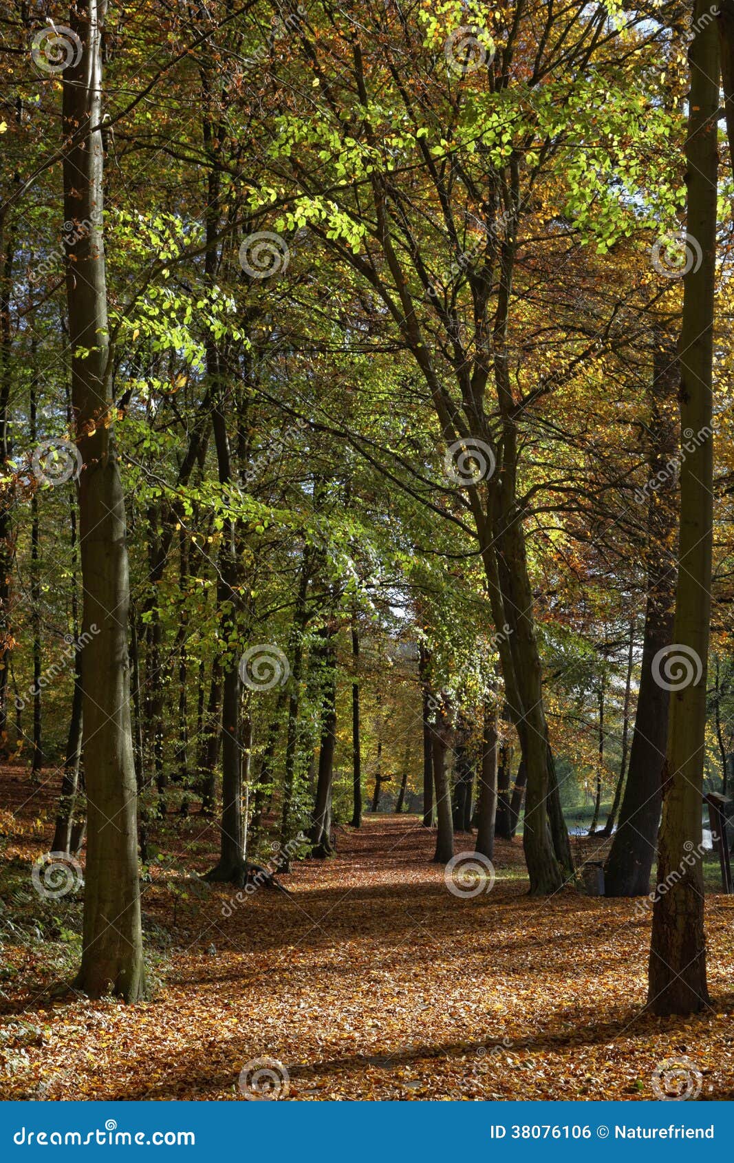Beech Forest in Autumn, Teutoburg Forest, Lower Saxony, Germany Stock ...