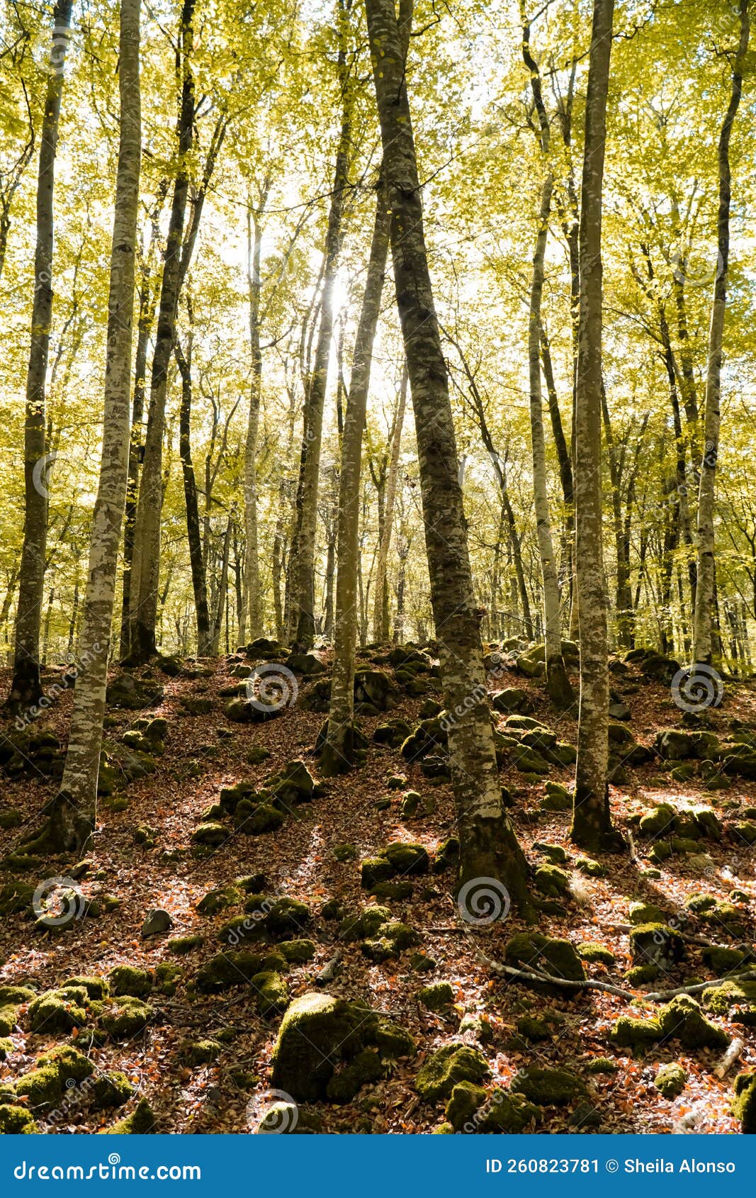 Beech Forest in Autumn with Yellow Leaves Falling from the Trees. Gold ...
