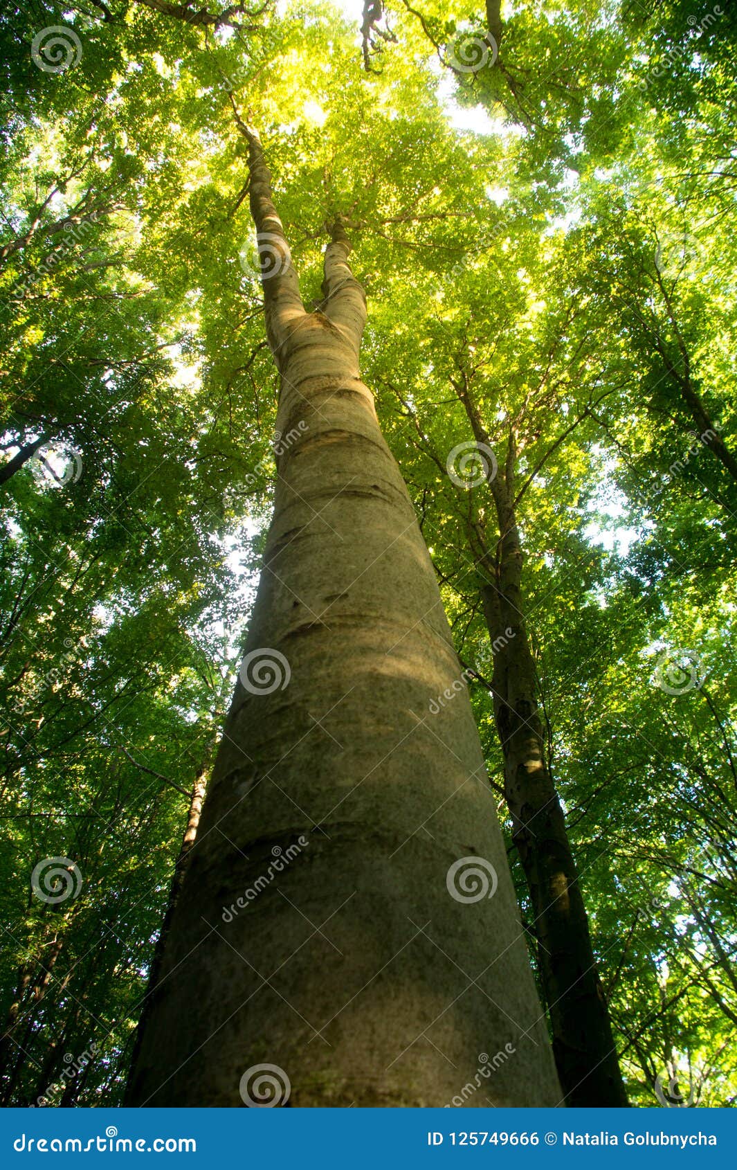Beech Forest. Main Forest-forming Species of European Forests Stock ...