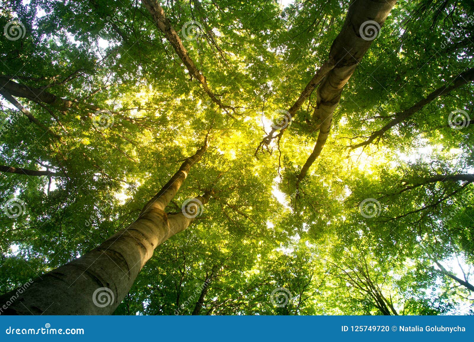 Beech Forest. Main Forest-forming Species of European Forests Stock ...