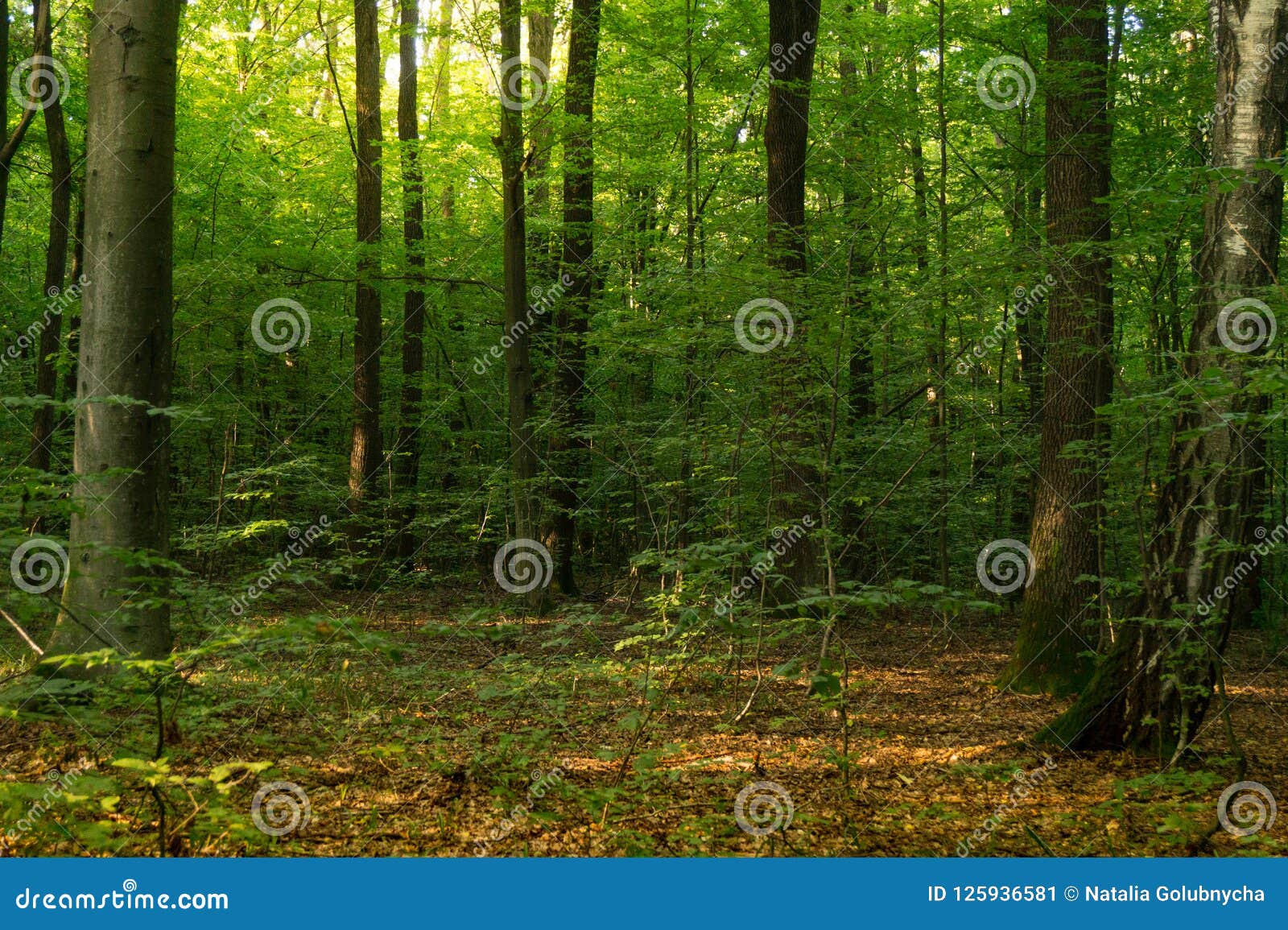 Beech ForestBeech Forest. Main Forest-forming Species of European ...