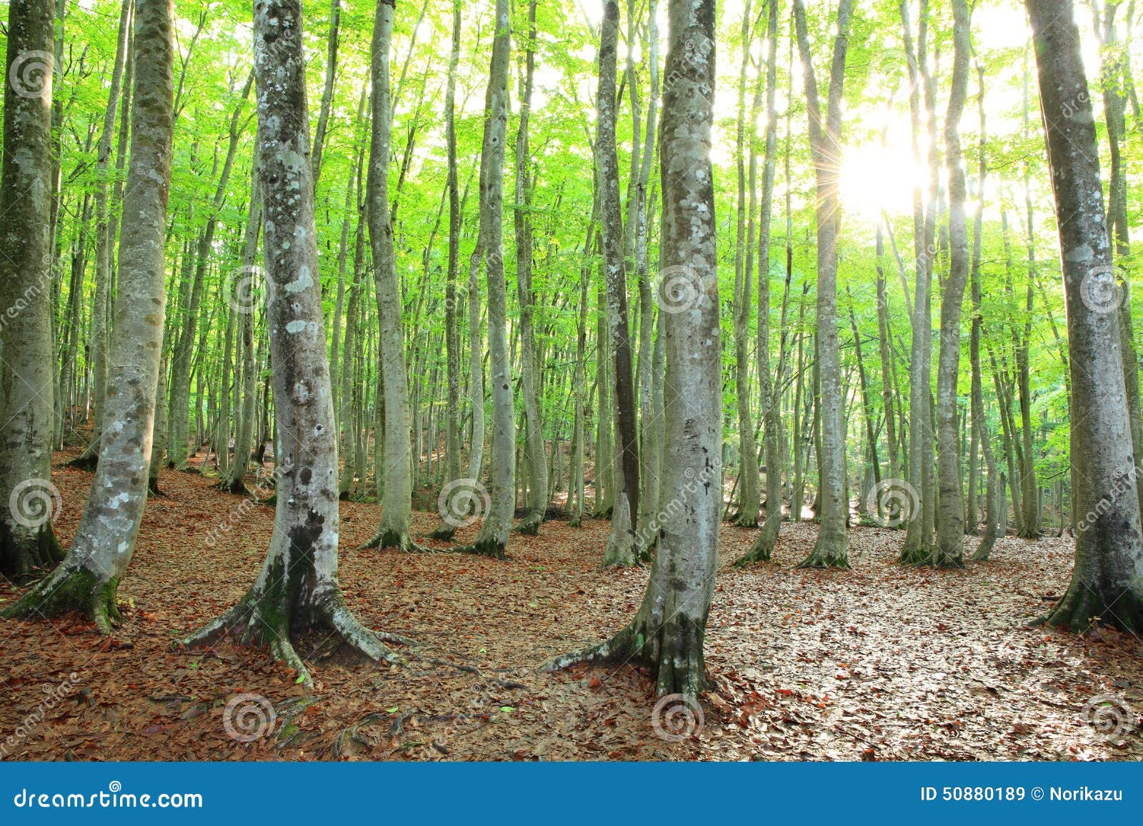 Beech forest stock image. Image of beech, prefecture - 50880189