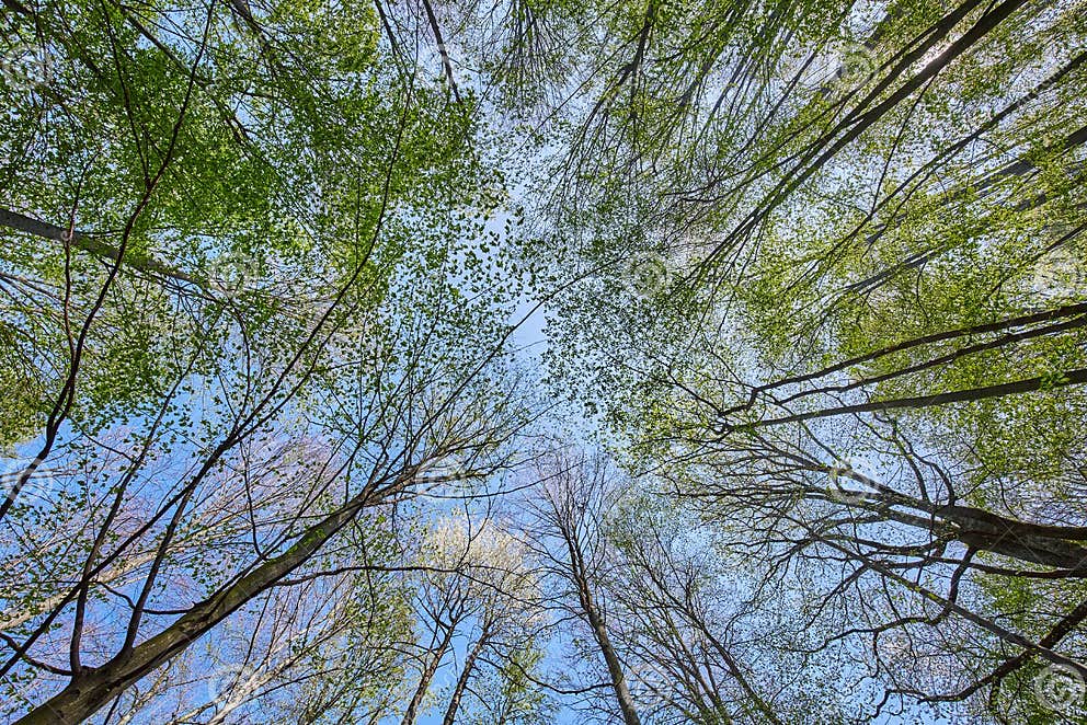Beech forest canopy stock image. Image of twig, nature - 90742195