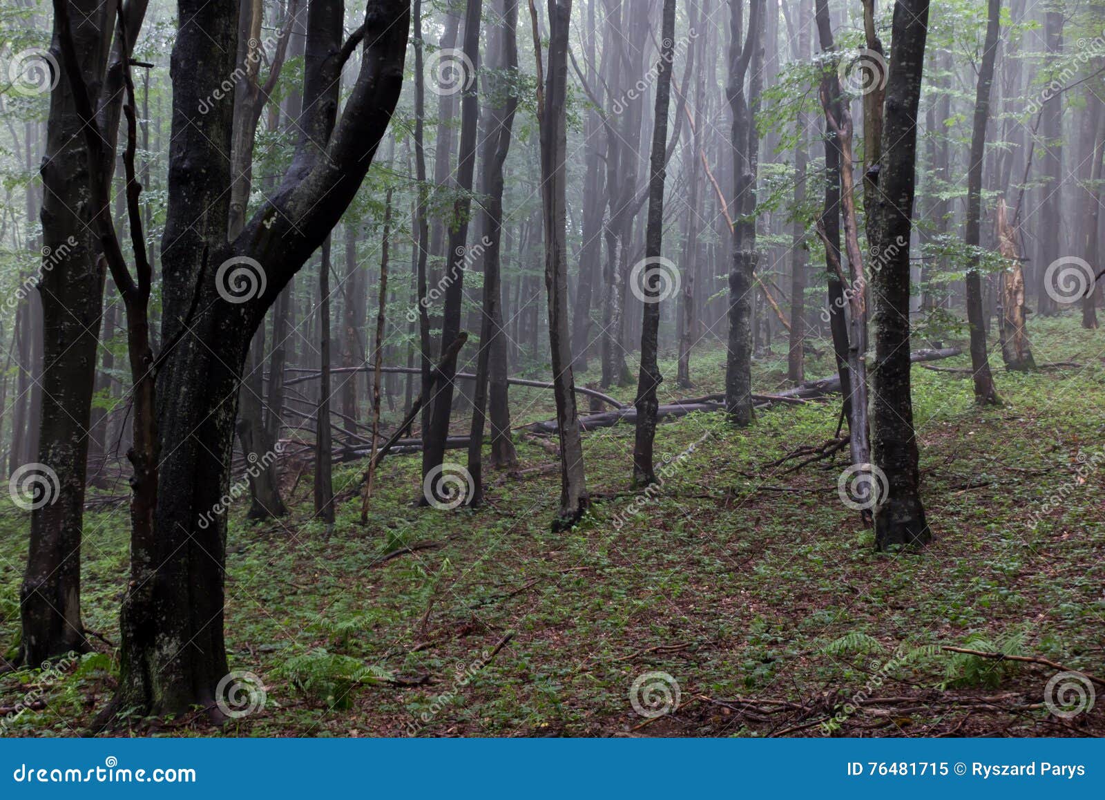 Beech Forest on a Cloudy Humid Day Stock Image - Image of background ...