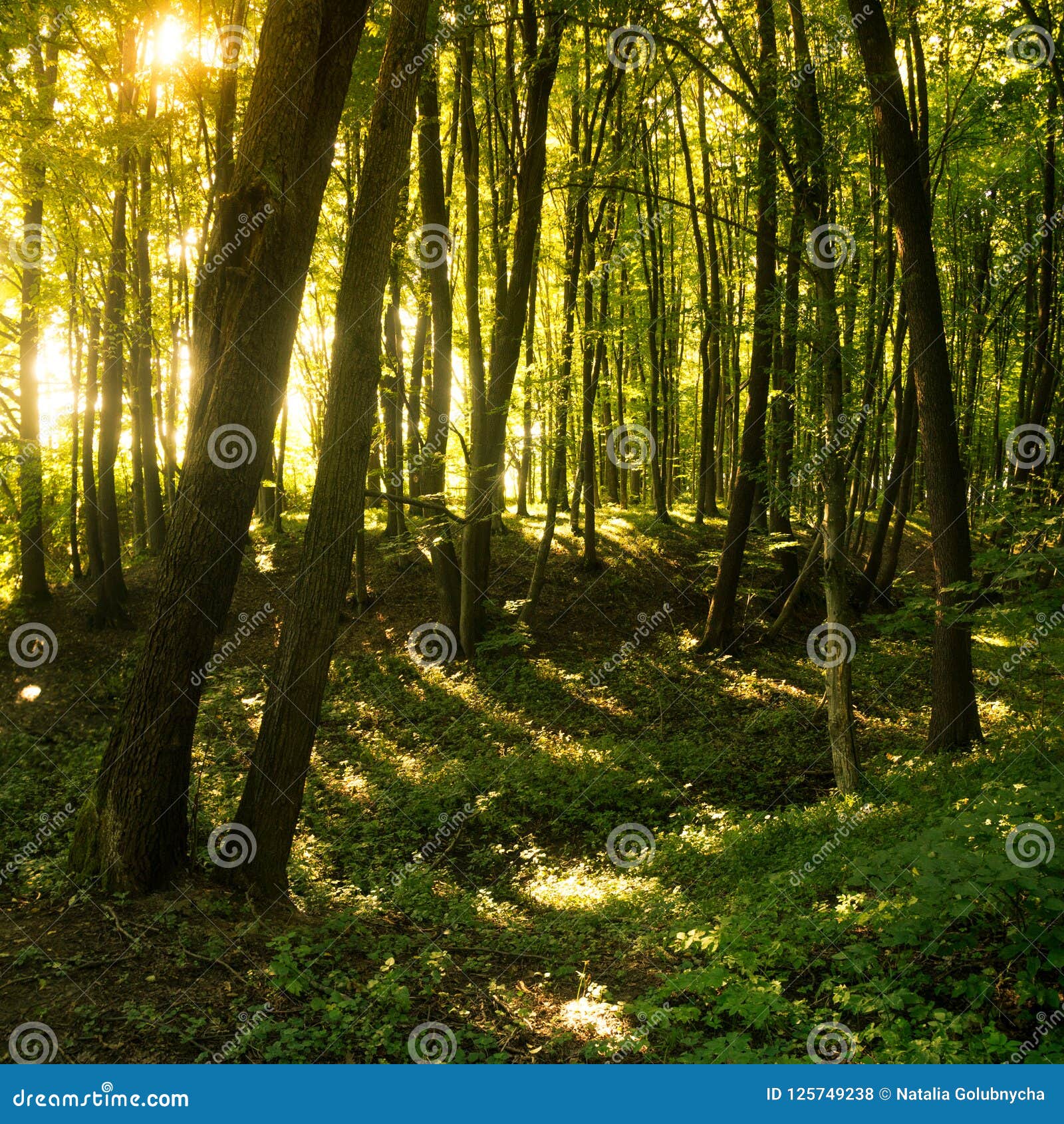 Beech Forest. Main Forest-forming Species of European Forests Stock ...