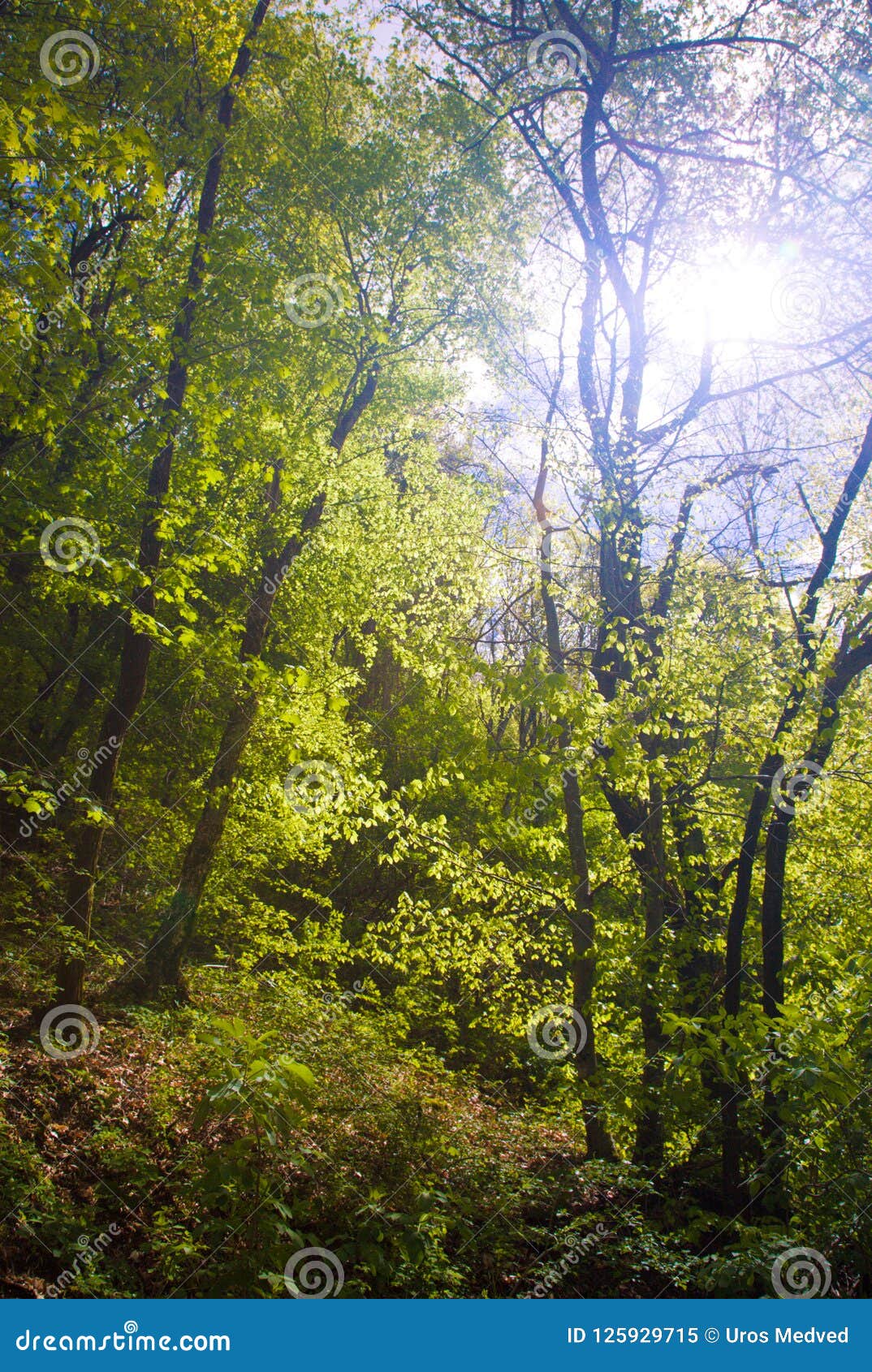 Beech forest stock image. Image of beech, season, magic - 125929715
