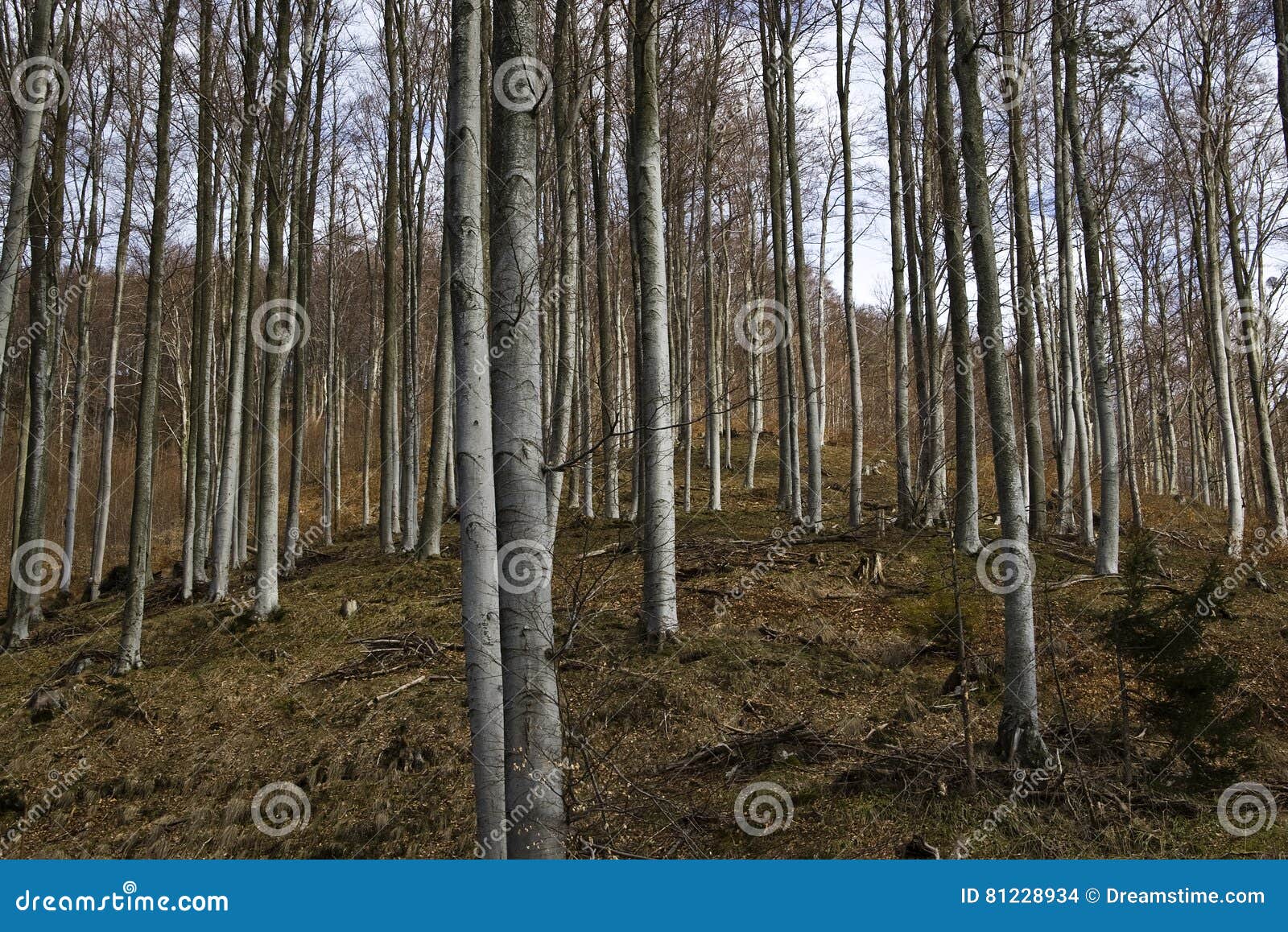 Beech Forest in Early Spring Stock Photo - Image of beech, early: 81228934