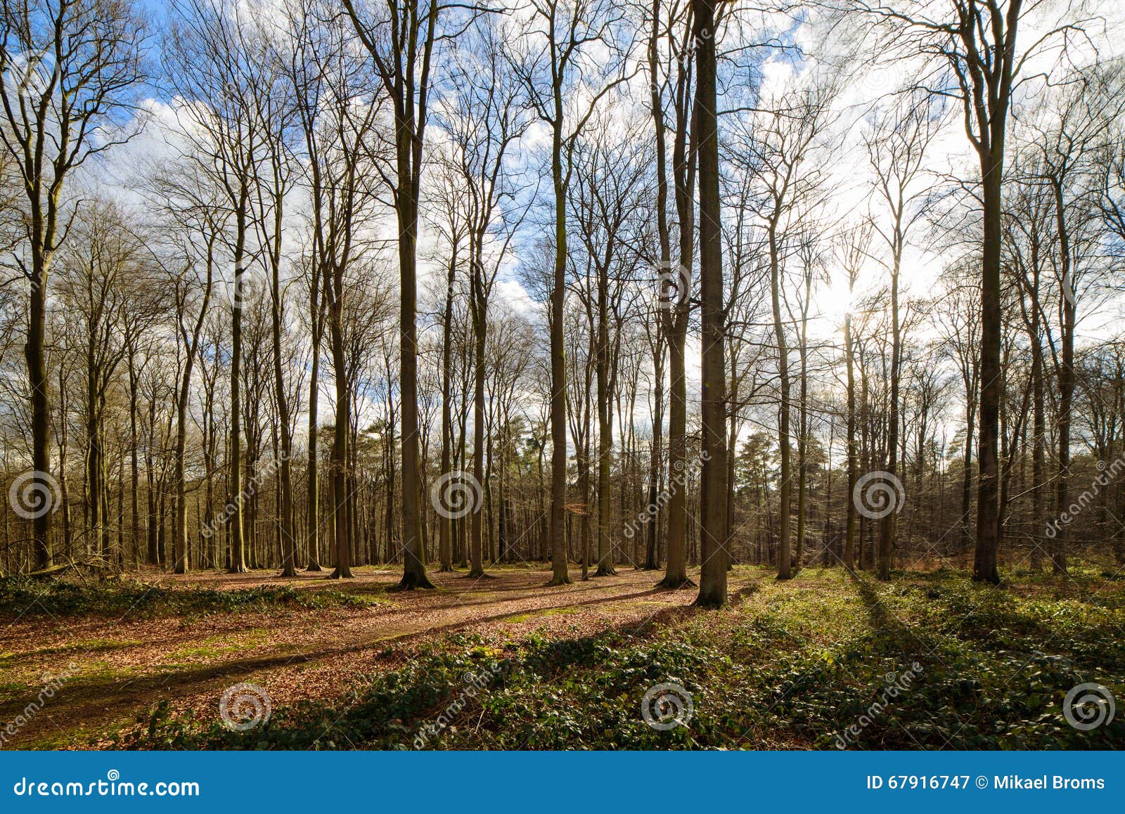 Beech Forest in Early Spring Stock Image - Image of outdoors, tree ...