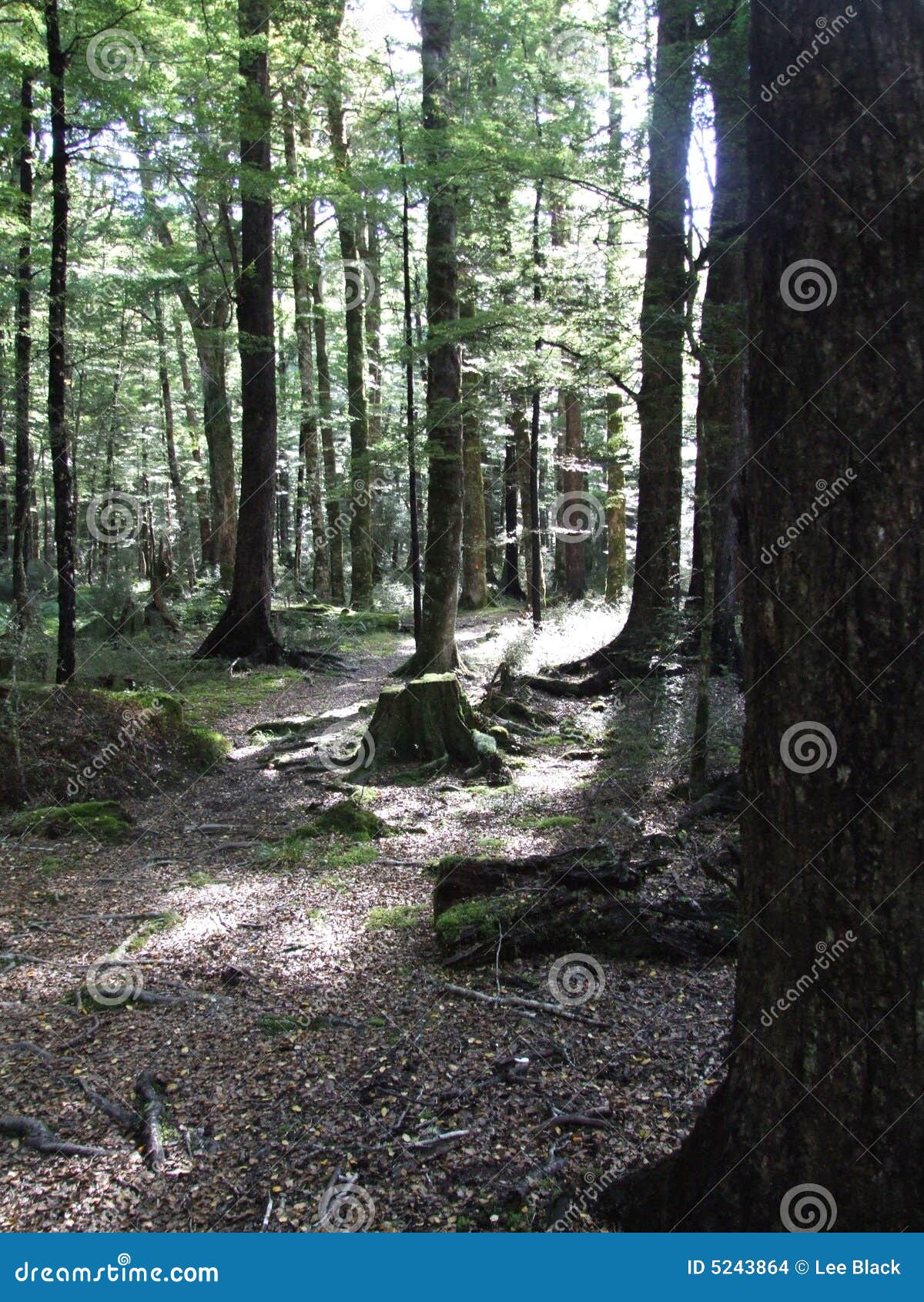 Beech Forest Floor stock photo. Image of forest, zealand - 5243864