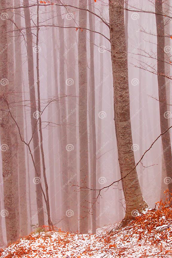 Beech Forest in the Fog stock image. Image of trees, foggy - 4897889