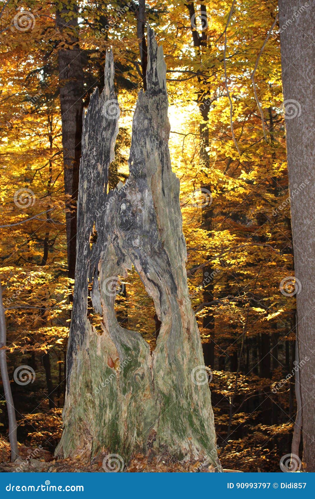 Beech forest in gold stock image. Image of carpathian - 90993797