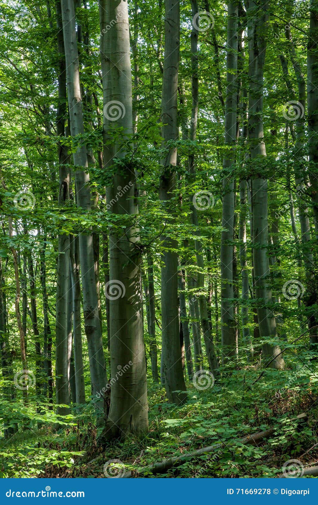 Beech forest from Hungary stock photo. Image of sunshine - 71669278