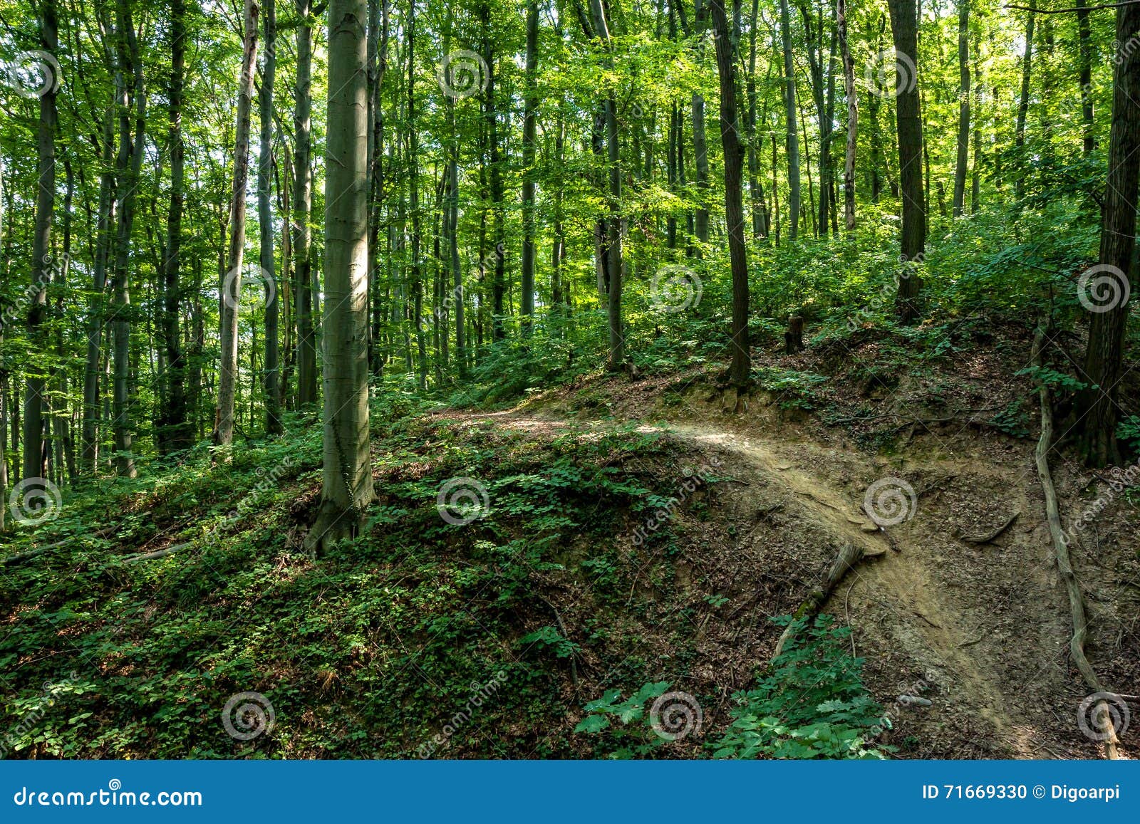 Beech forest from Hungary stock photo. Image of sunshine - 71669330