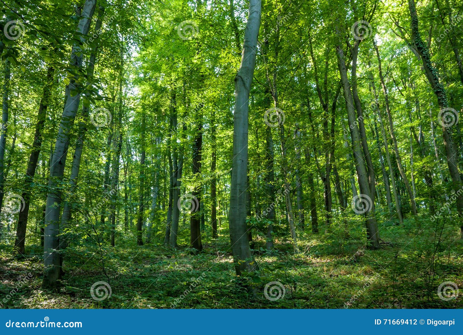 Beech forest from Hungary stock photo. Image of deciduous - 71669412