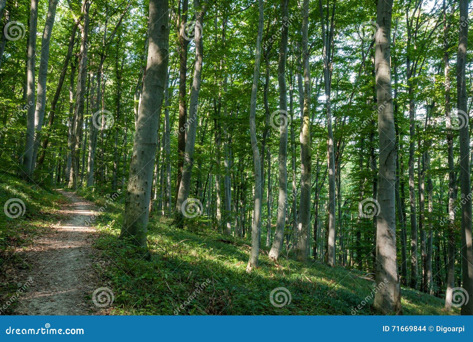 Beech forest from Hungary stock photo. Image of green - 71669844